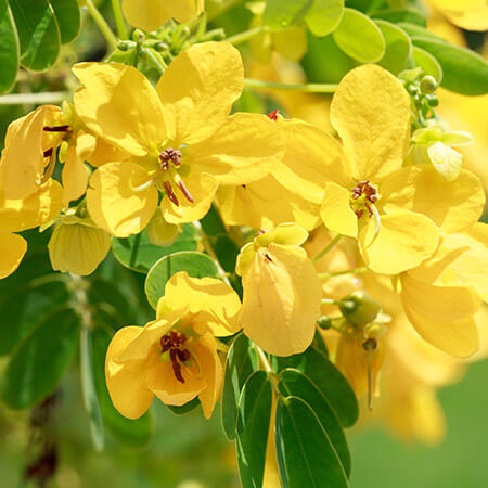 Cassia plant store
